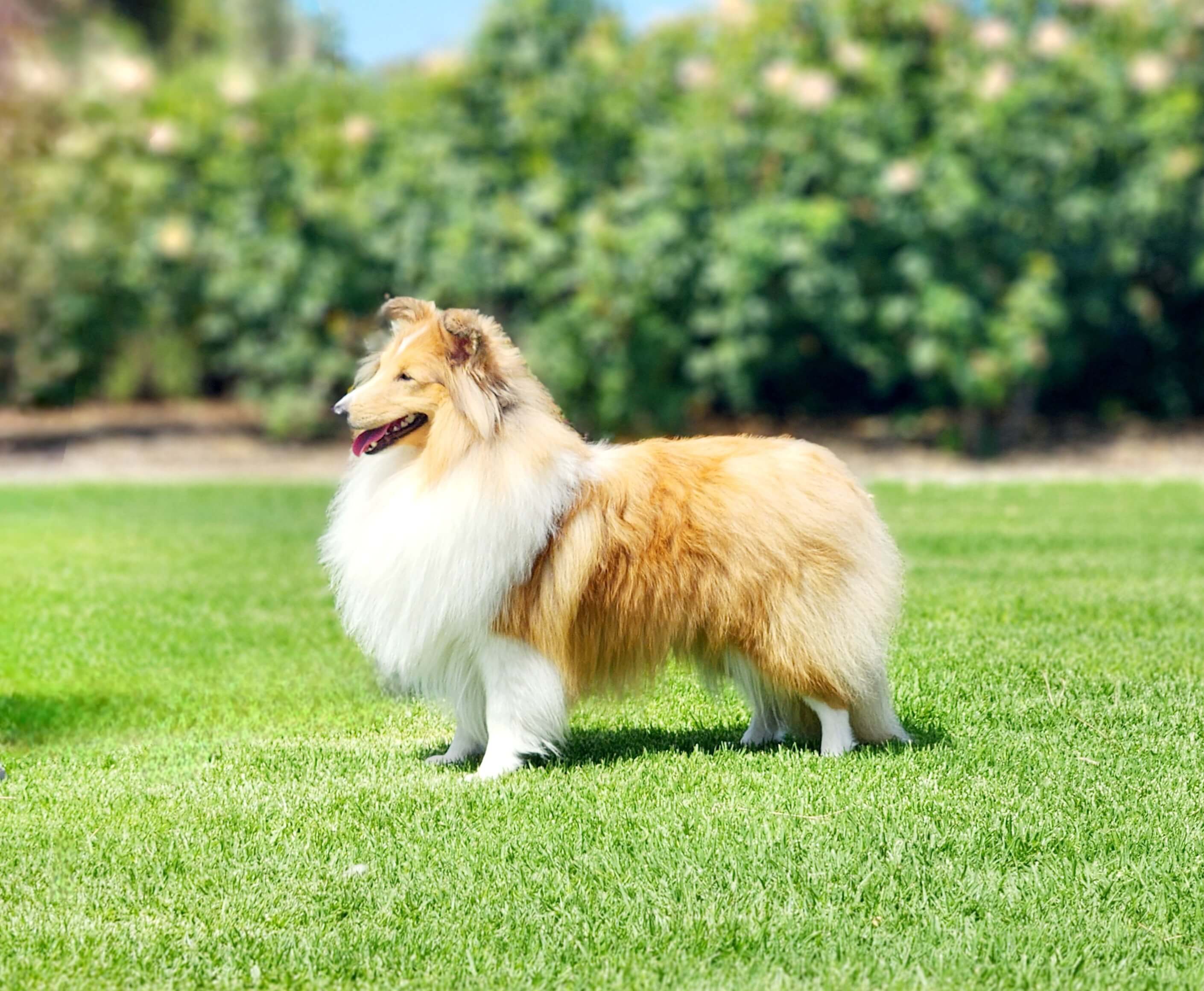 Kirrimist Etched In Gold Shetland Sheepdog - Owned by Hope and Jody Innes