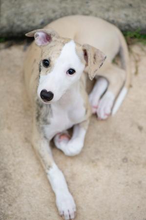 Whippet Puppies for Sale
