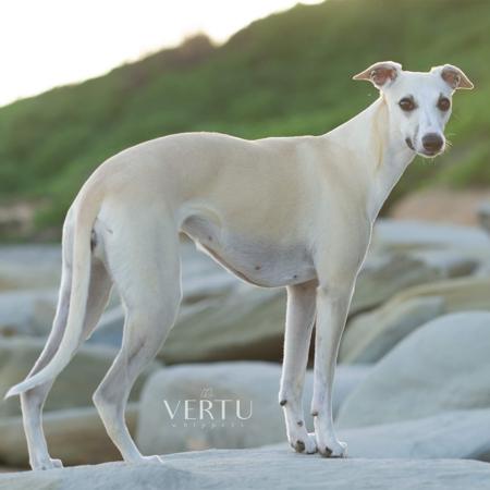 Whippet Puppies for Sale