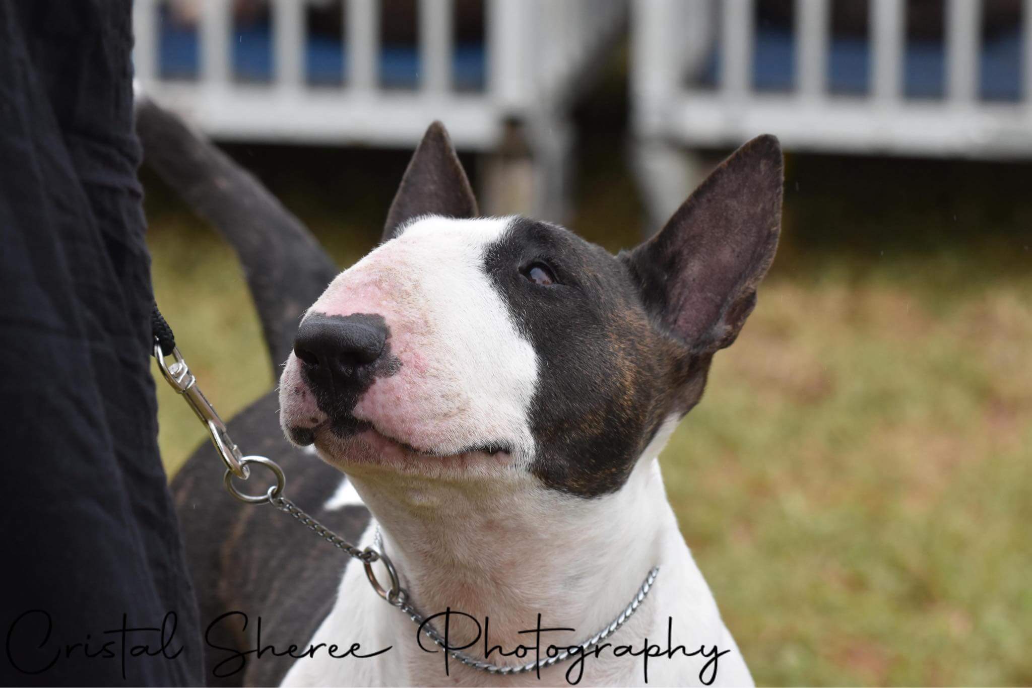 Aust Gr Ch Neut Ch Cuttabuv Devils Ida Onlyone Bull Terrier - Owned by ...