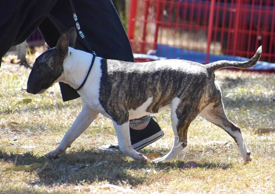 Aust Ch Aust Ch Cuttabuv Lilbit Idaforcebwithu Bull Terrier (Miniature ...