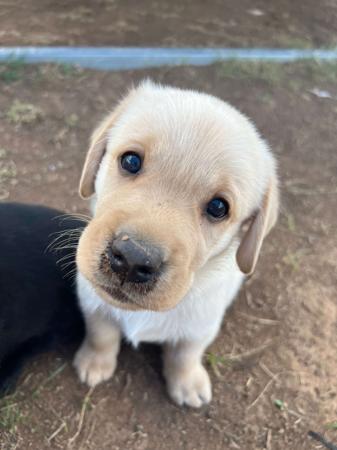 Labrador Retriever Puppies for Sale, NSW