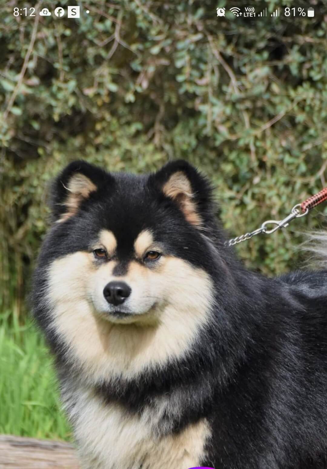 Ch ,Neuter Ch Bouvet Miss Pickled Finnish Lapphund - Owned by Angela Kelly