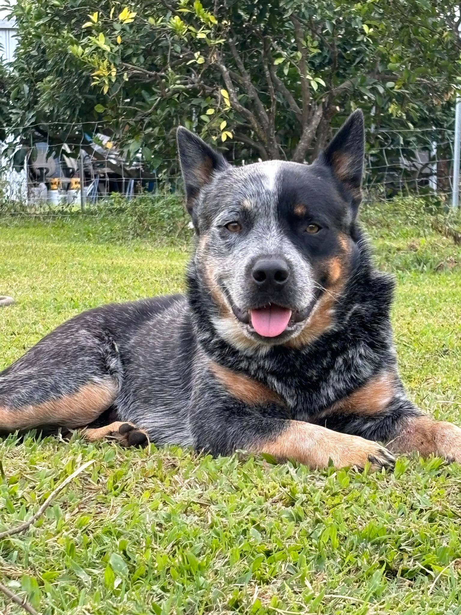 Spinablu Gold Digger Australian Cattle Dog - Owned by Scott & Julie Wilson