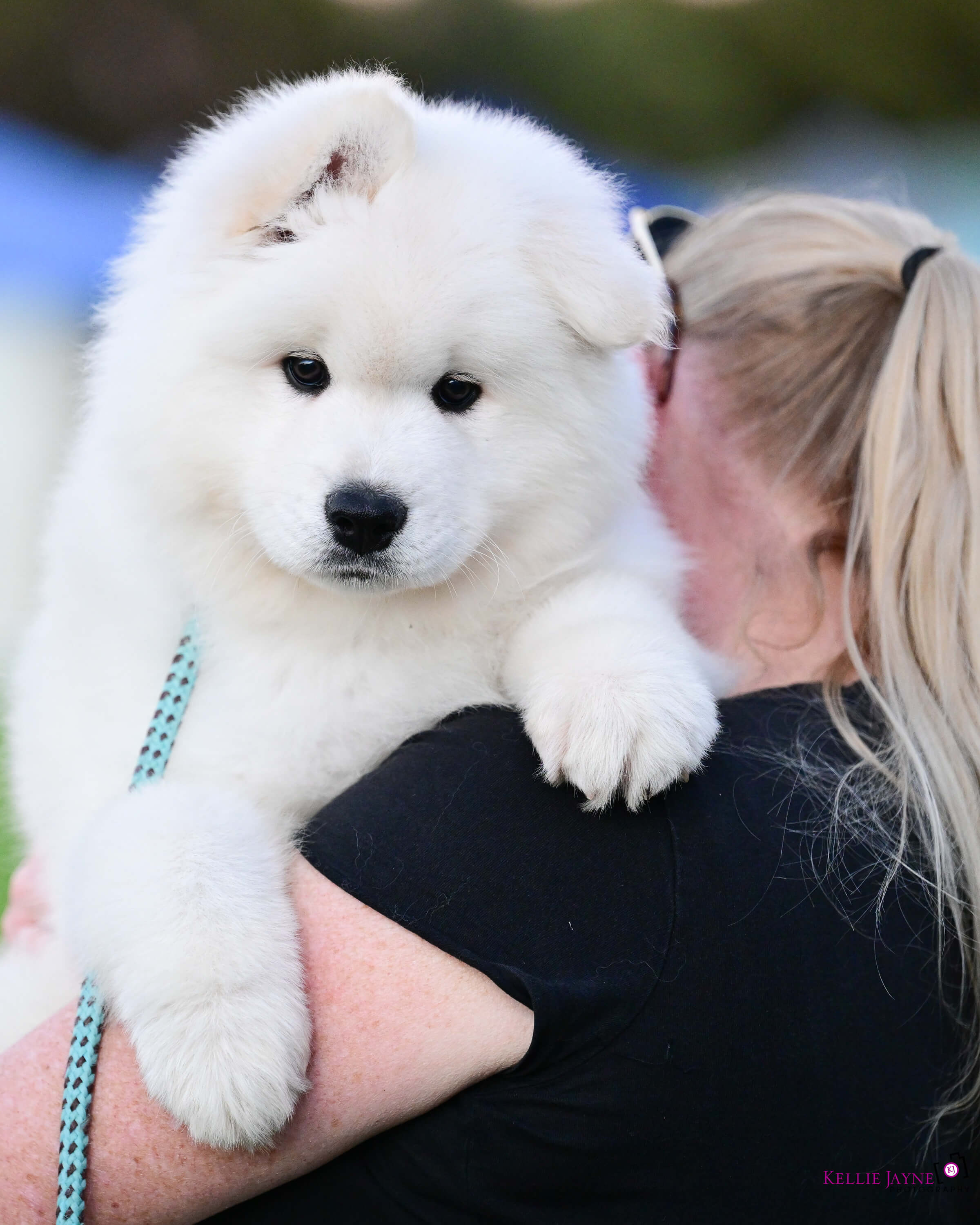 Kimark Never Ending Story Samoyed - Owned by Kim Wardle