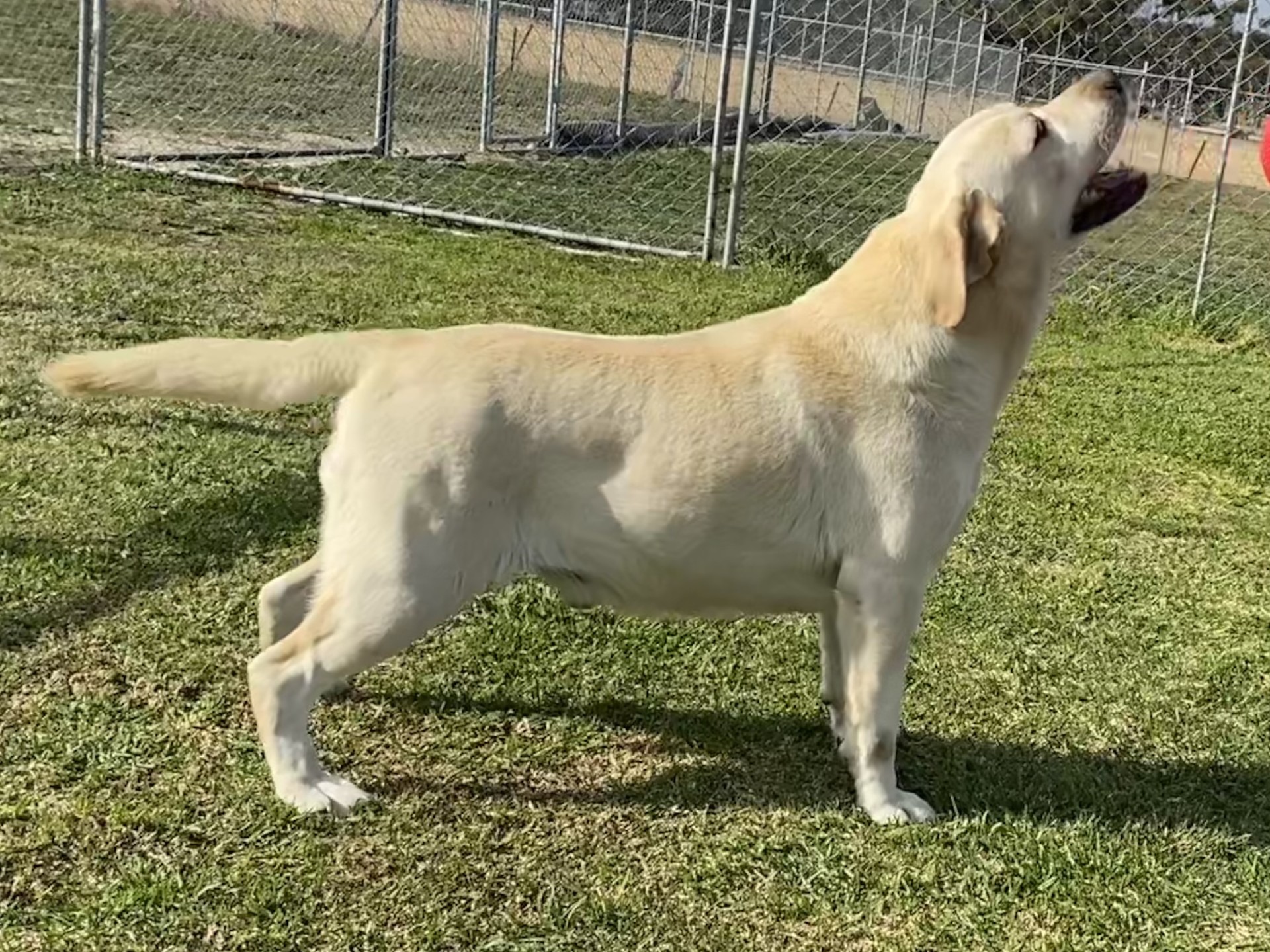 CH Blackhills Top Shelf (IMP NZL) Labrador Retriever - Owned by Deborah ...