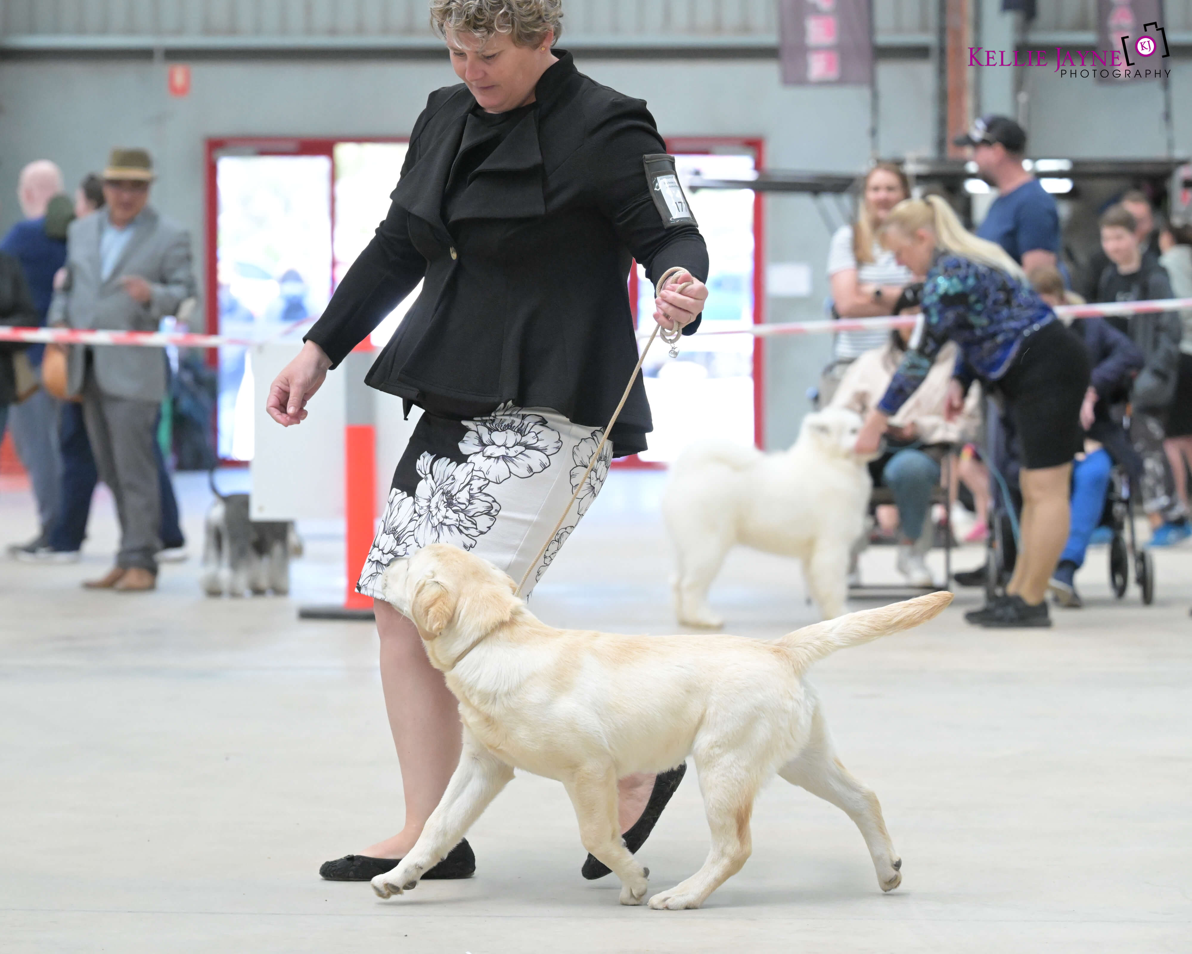 Ch Jancerie Sir Duke of Margembie Labrador Retriever - Owned by Deborah ...