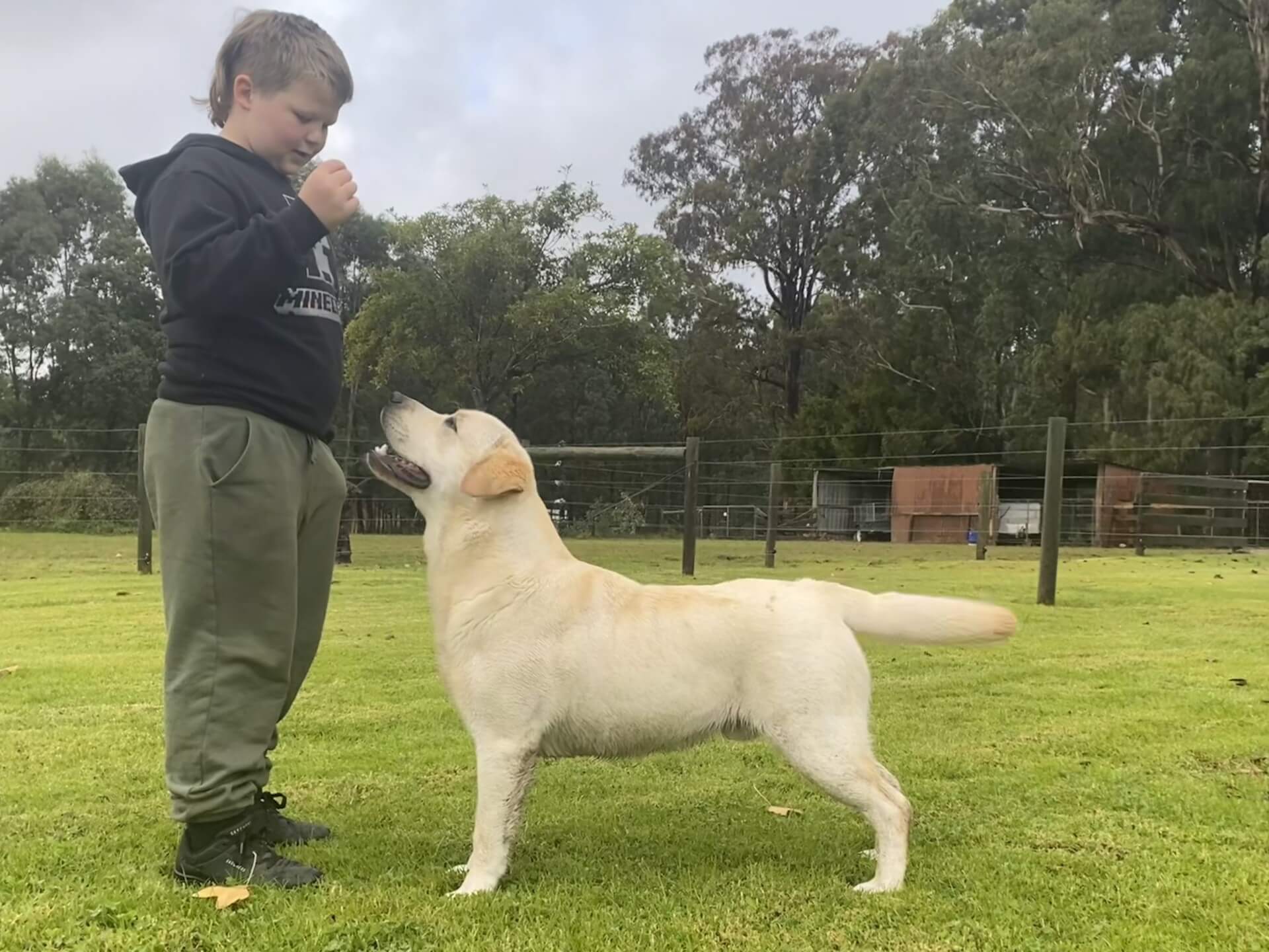 Ch Jancerie Sir Duke of Margembie Labrador Retriever - Owned by Deborah ...