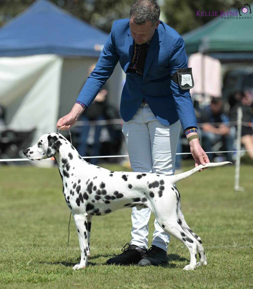 Aust Ch Jendally Here We Go Again (AI) Dalmatian - Owned by Jenny ...