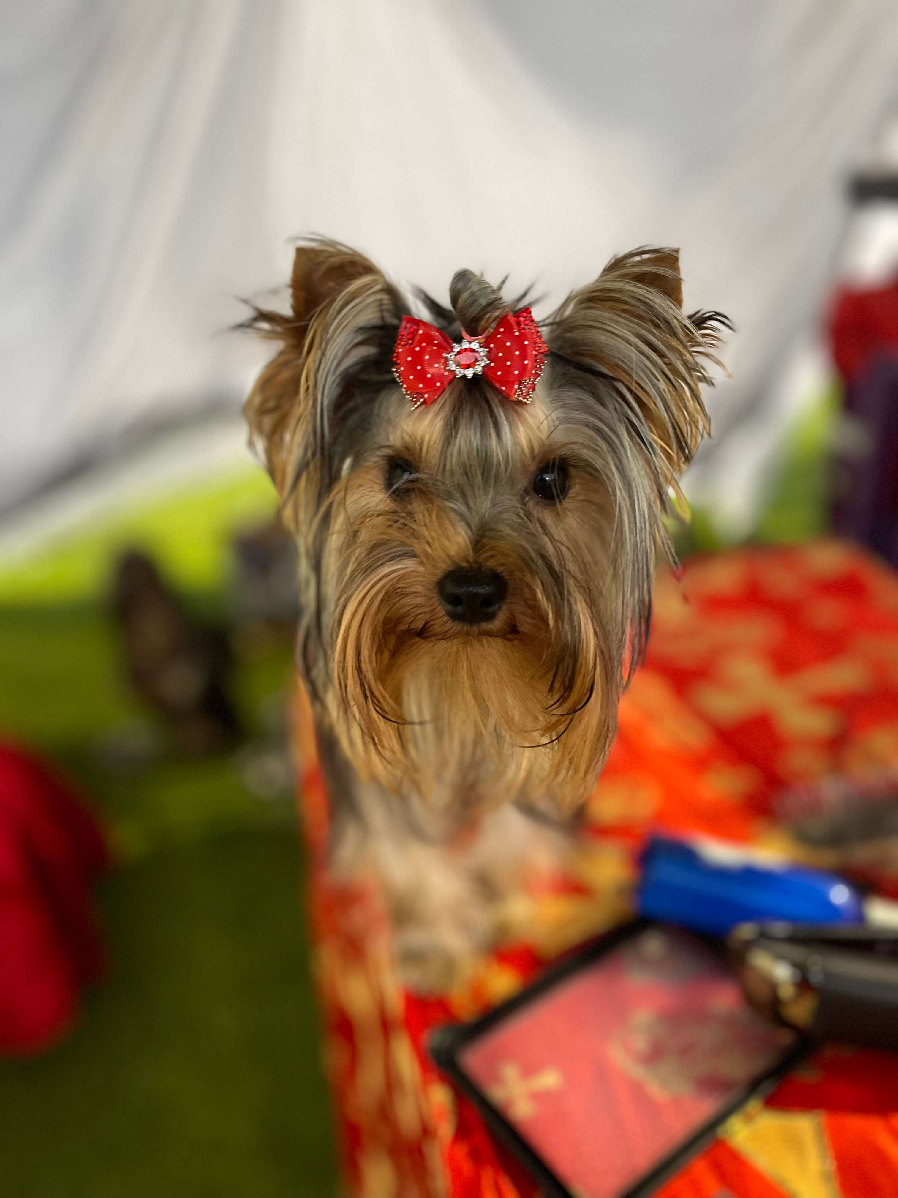 Aust Ch Yetholme Living The Dream Yorkshire Terrier - Owned by Jodie ...