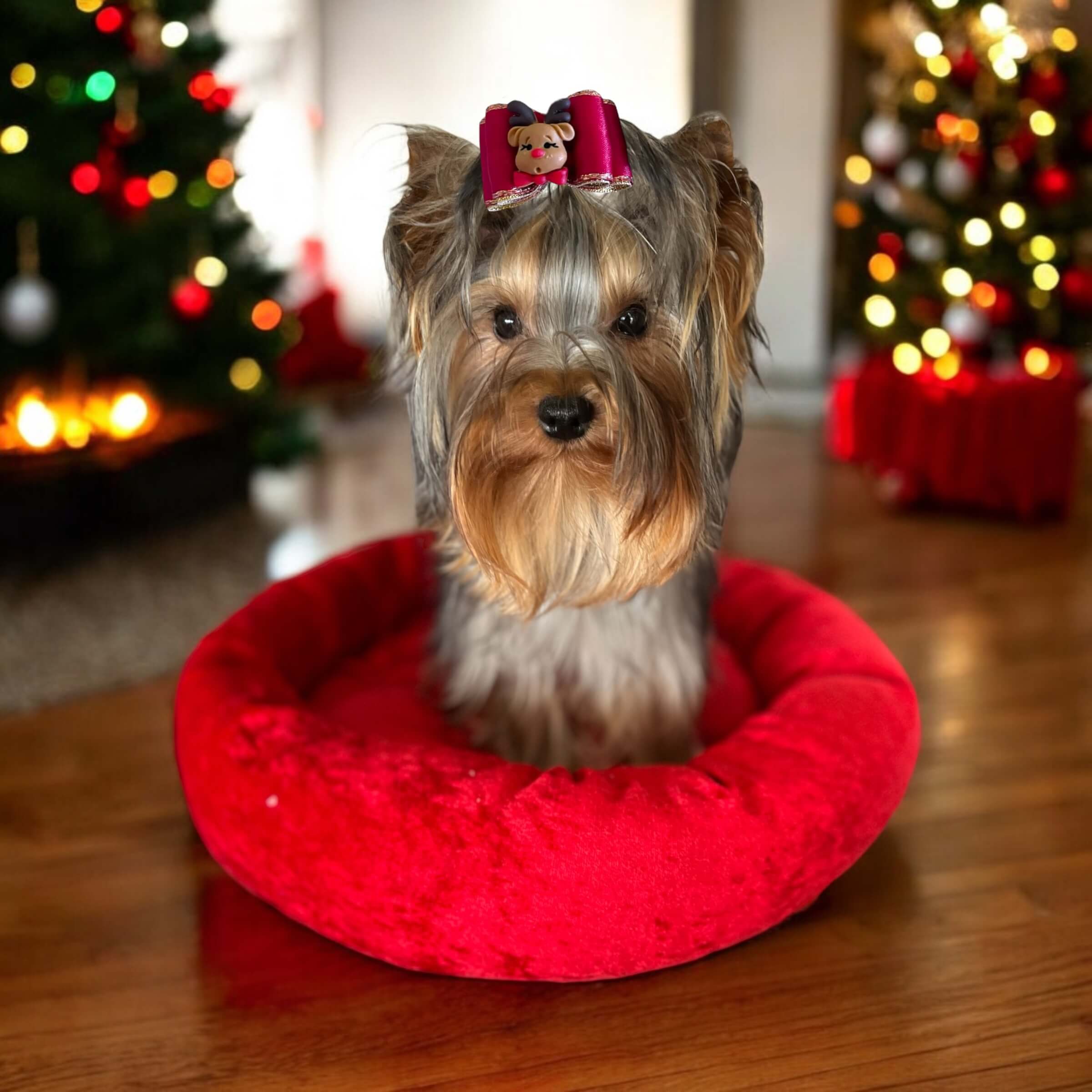 Aust Ch Yetholme Living The Dream Yorkshire Terrier - Owned by Jodie ...