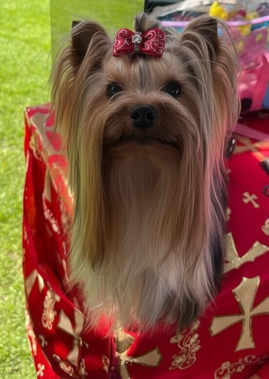 Aust Ch Yetholme Living The Dream Yorkshire Terrier - Owned by Jodie ...