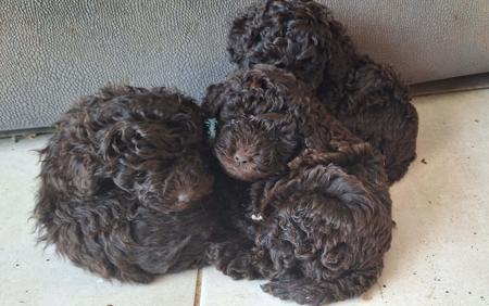 Toy Poodle Puppies for Sale