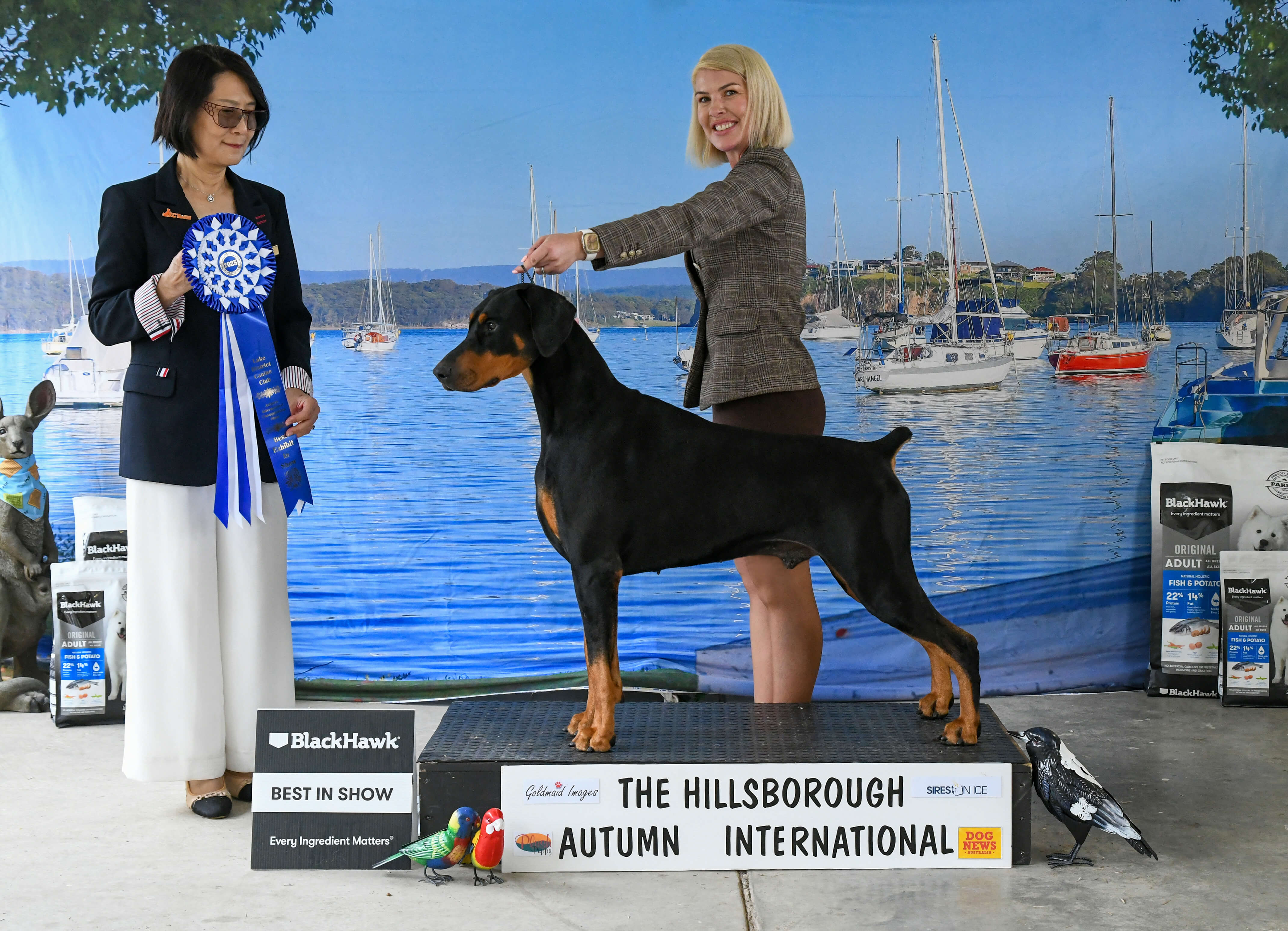 Aust Supreme Ch A20 Ch Ikons Hell Raiser Dobermann - Owned by John ...