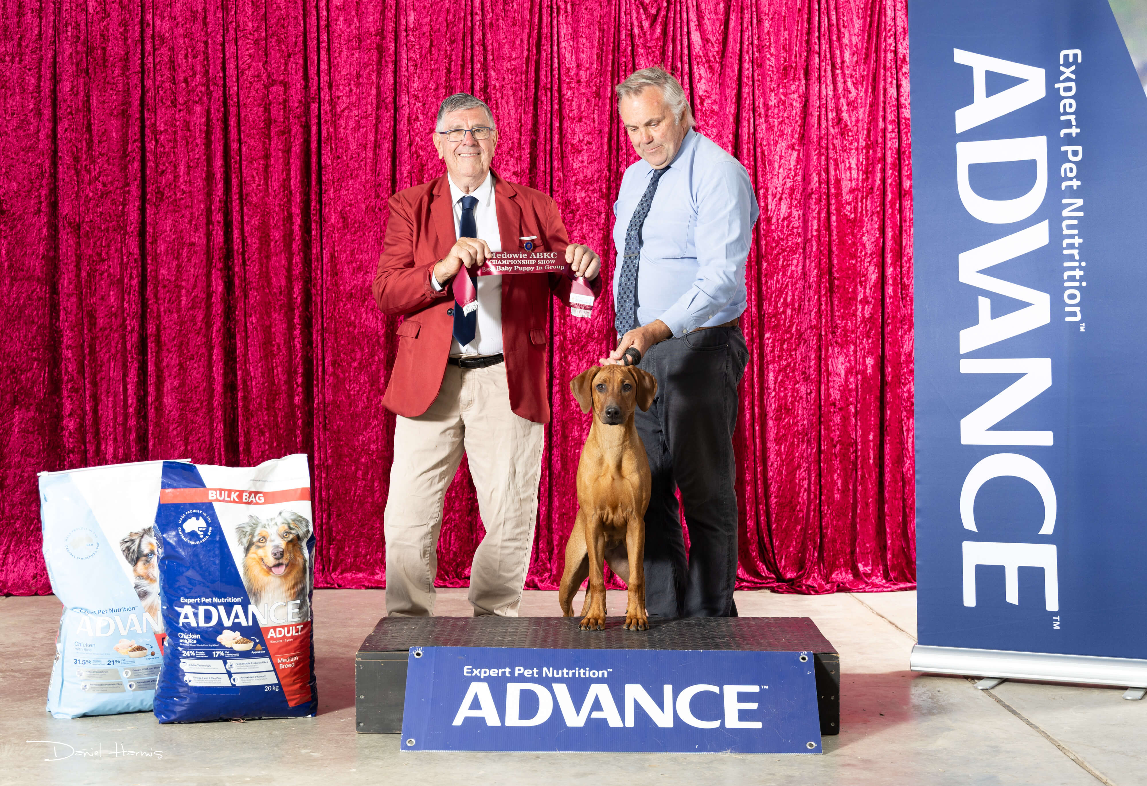 Lionslea Ill Find Your Harmony Rhodesian Ridgeback - Owned by Paula Batten