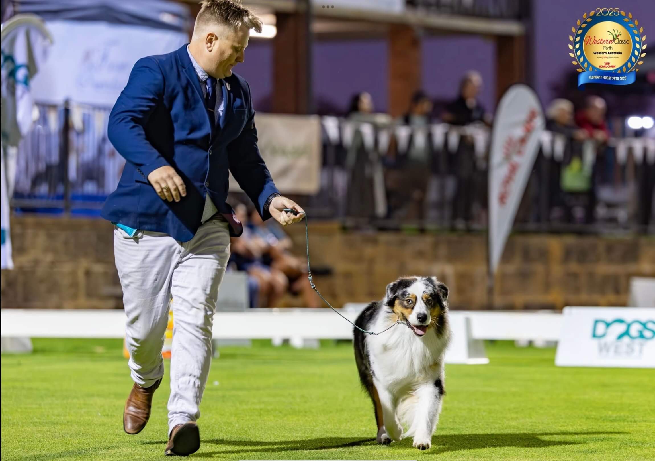 Multi BIS RUBIS Aust.Ch Lanbart All American Australian Shepherd ...