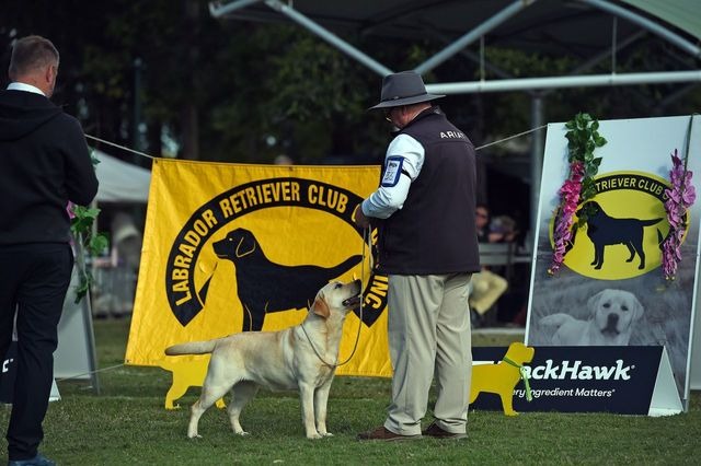 Aust Ch Terracarol Ivy Rose ai Labrador Retriever - Owned by Glen Vernon