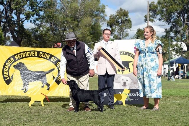 Terracarol Black Pearl ai Labrador Retriever - Owned by Glen Vernon