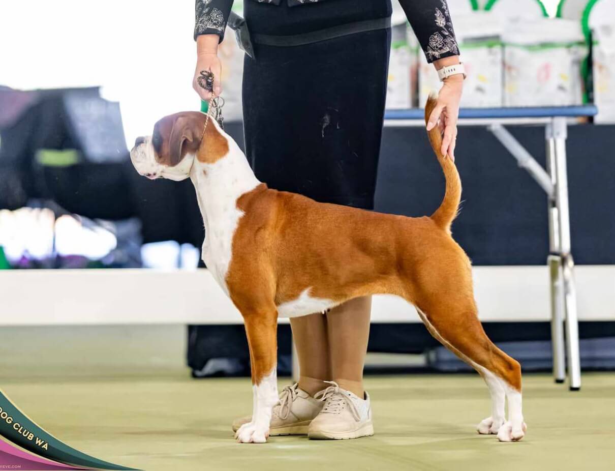 Ch Milmac Hell on Heels Boxer - Owned by Clare Morefield