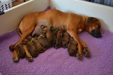 Rhodesian Ridgeback Puppies for Sale