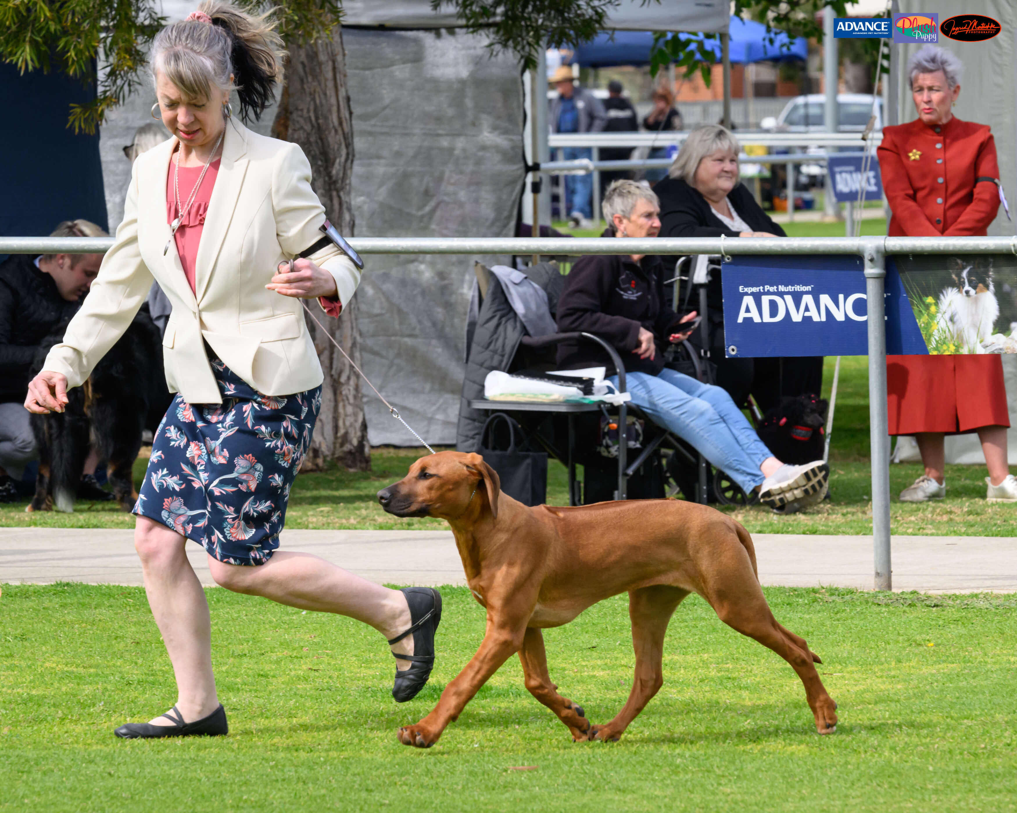 Shakuru Flick Of The Switch Rhodesian Ridgeback - Owned by Rebecca Lamb