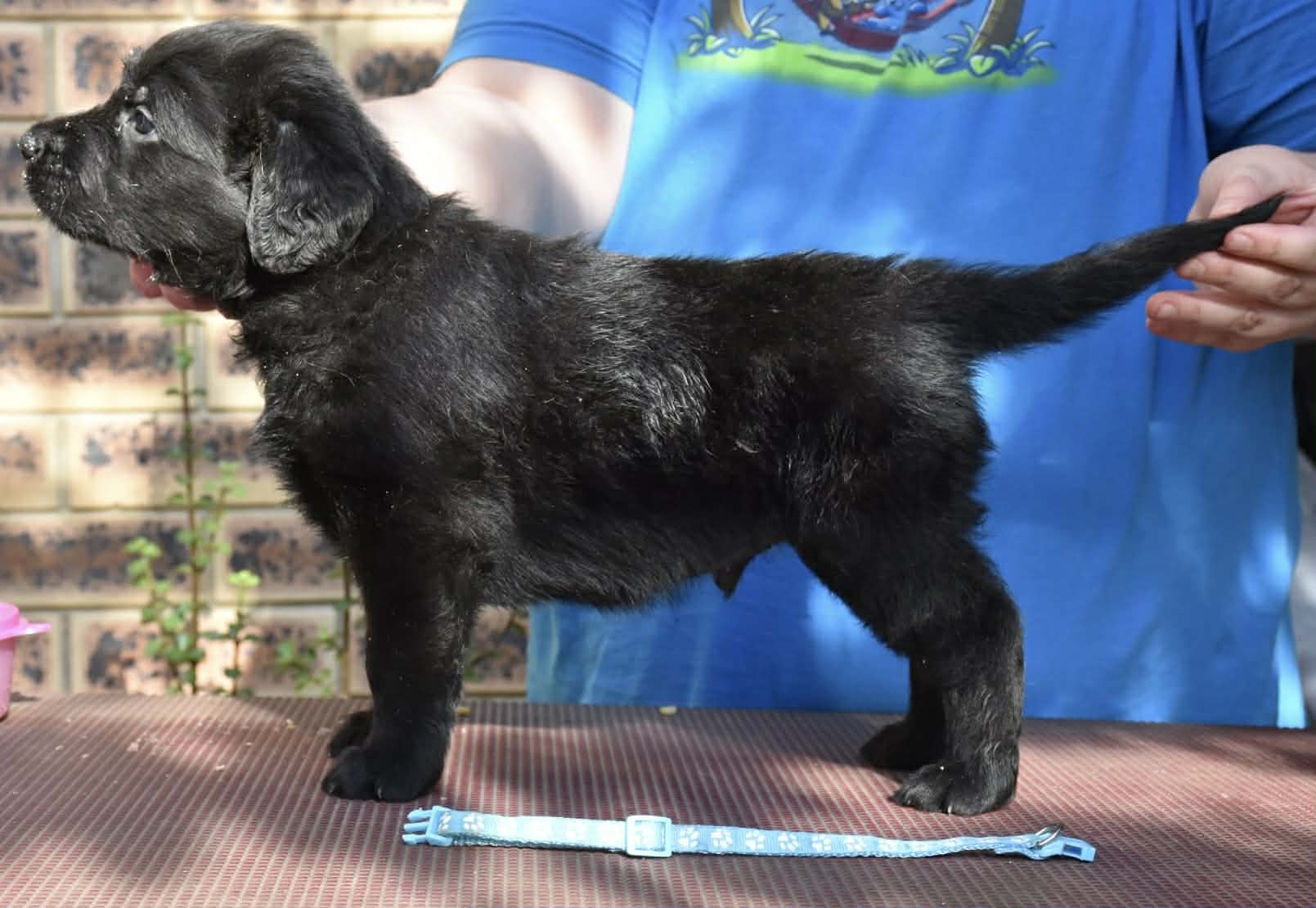 Copperkee Dark Side Ofthe Moon Flat Coated Retriever - Owned by Ms D ...