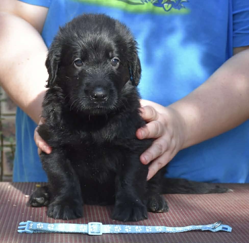 Copperkee Dark Side Ofthe Moon Flat Coated Retriever - Owned by Ms D ...