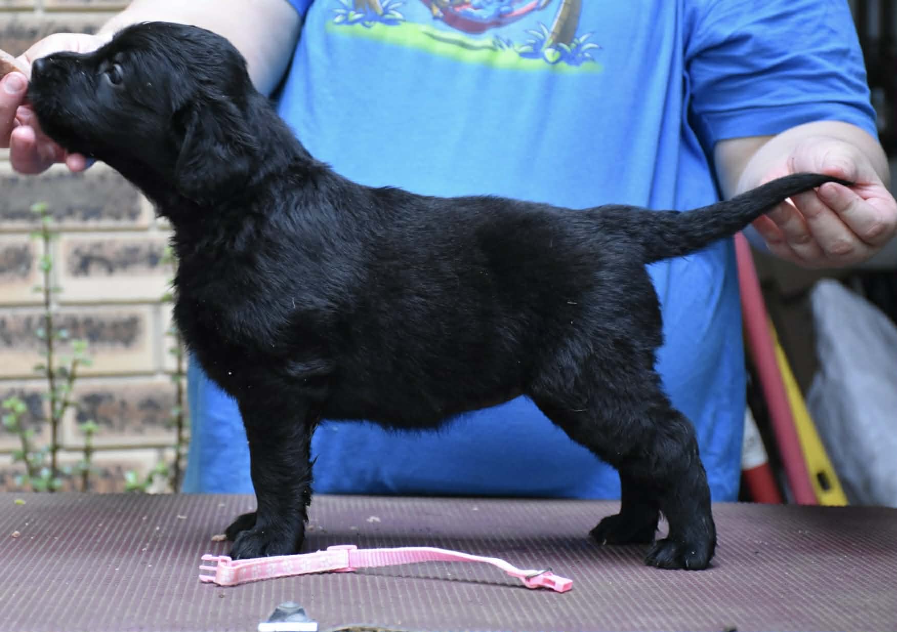 Copperkee Enchanted Garden Flat Coated Retriever - Owned by Ms D & Miss ...