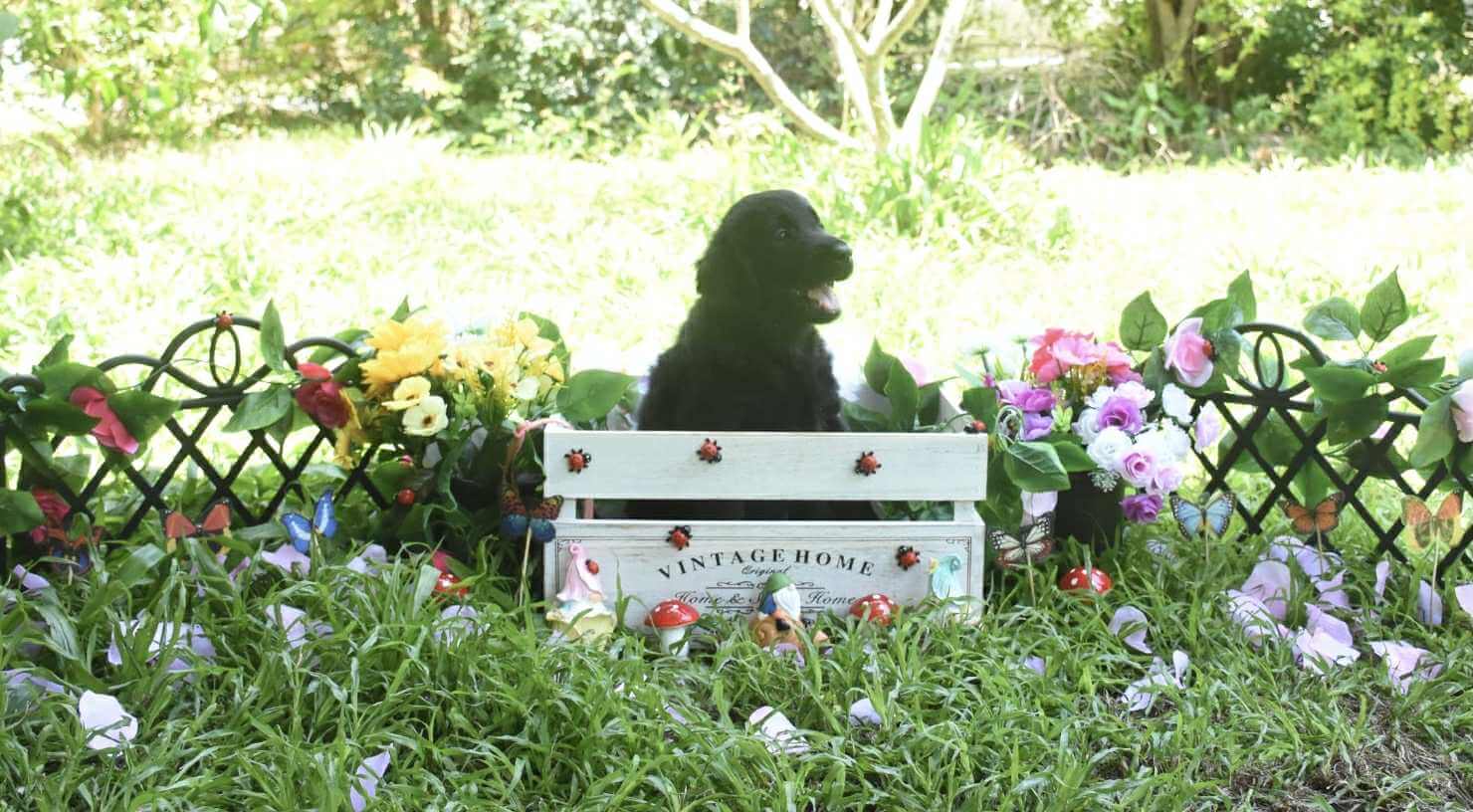 Copperkee Enchanted Garden Flat Coated Retriever - Owned by Ms D & Miss ...