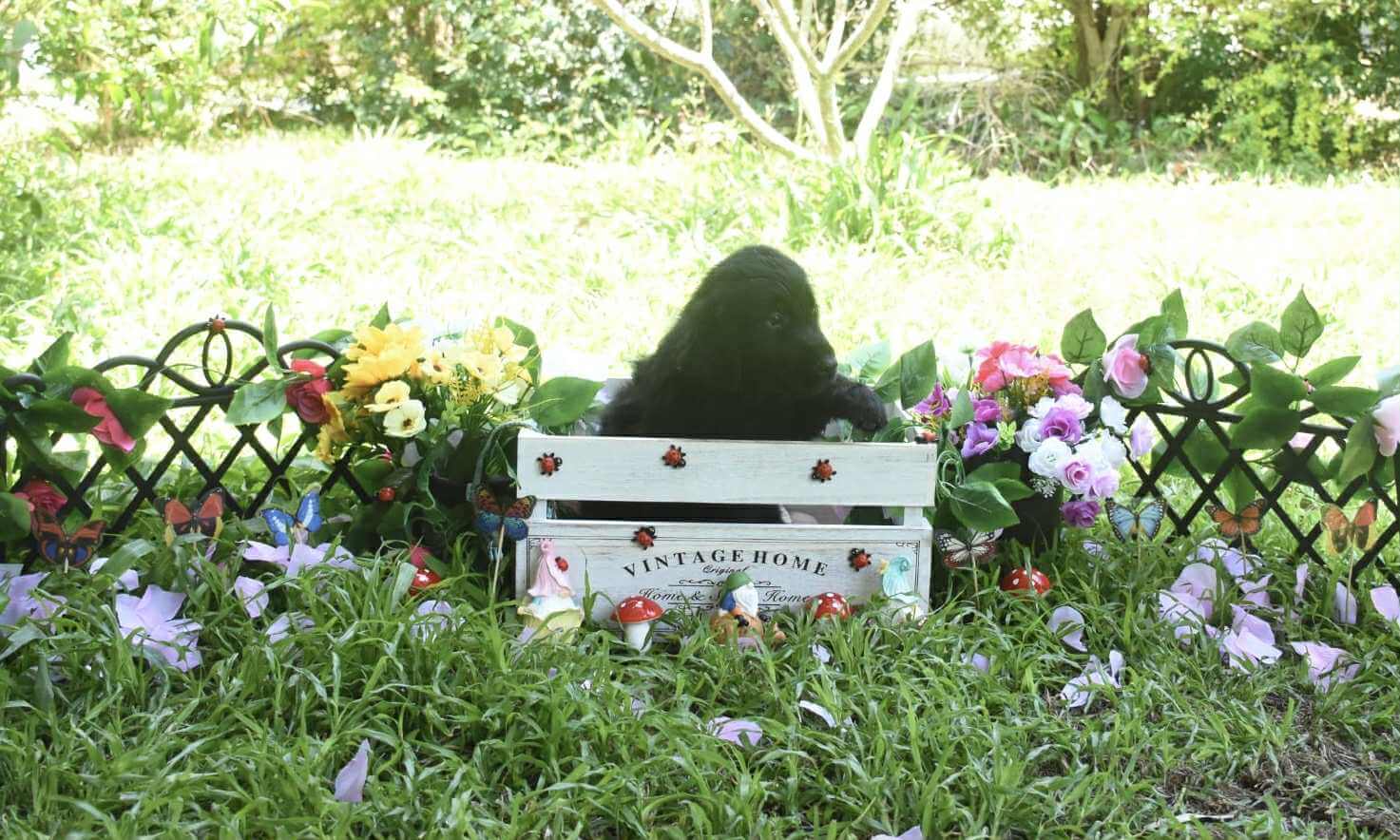 Copperkee Dark Side Ofthe Moon Flat Coated Retriever - Owned by Ms D ...