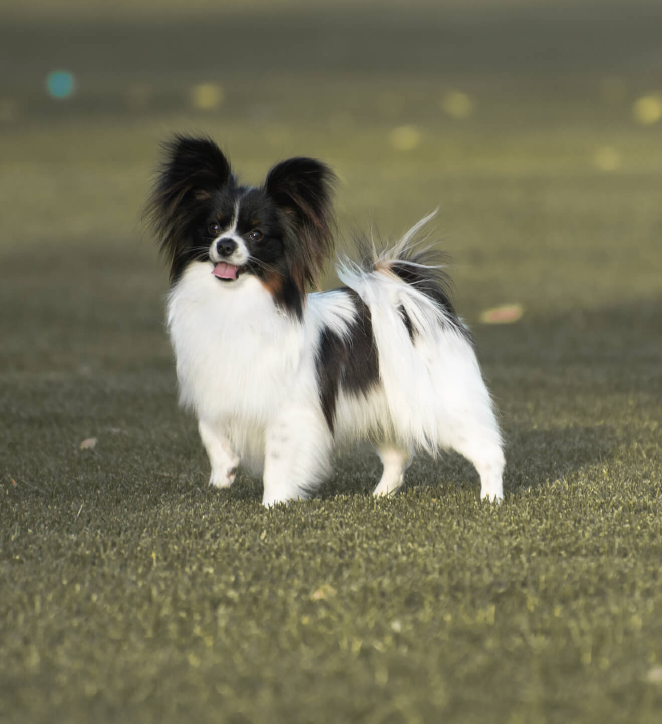 Sabelia After All This Time Papillon - Owned by Ms Amanda McColl