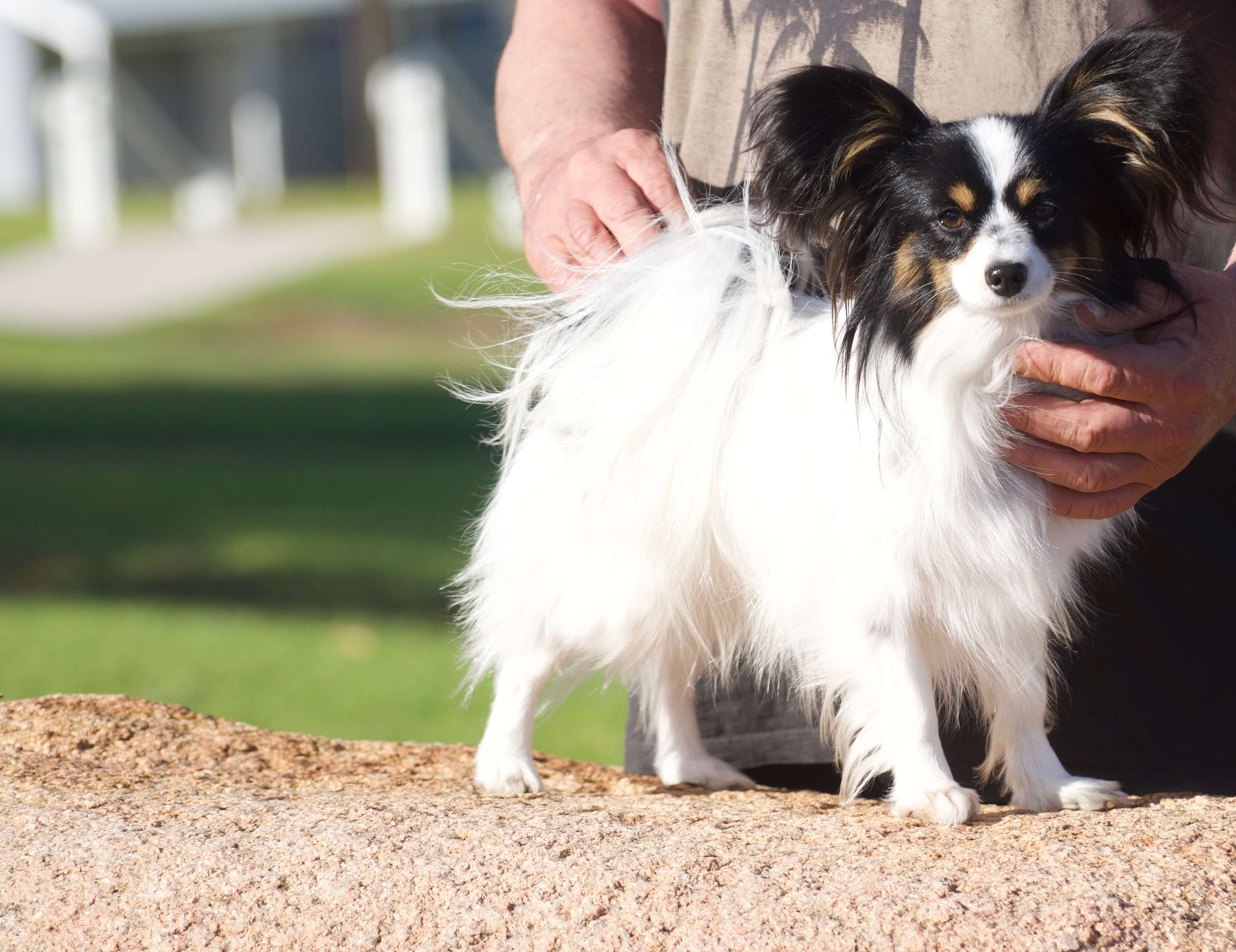 Sabelia Xclusive Legacy Papillon - Owned by Ms Amanda McColl