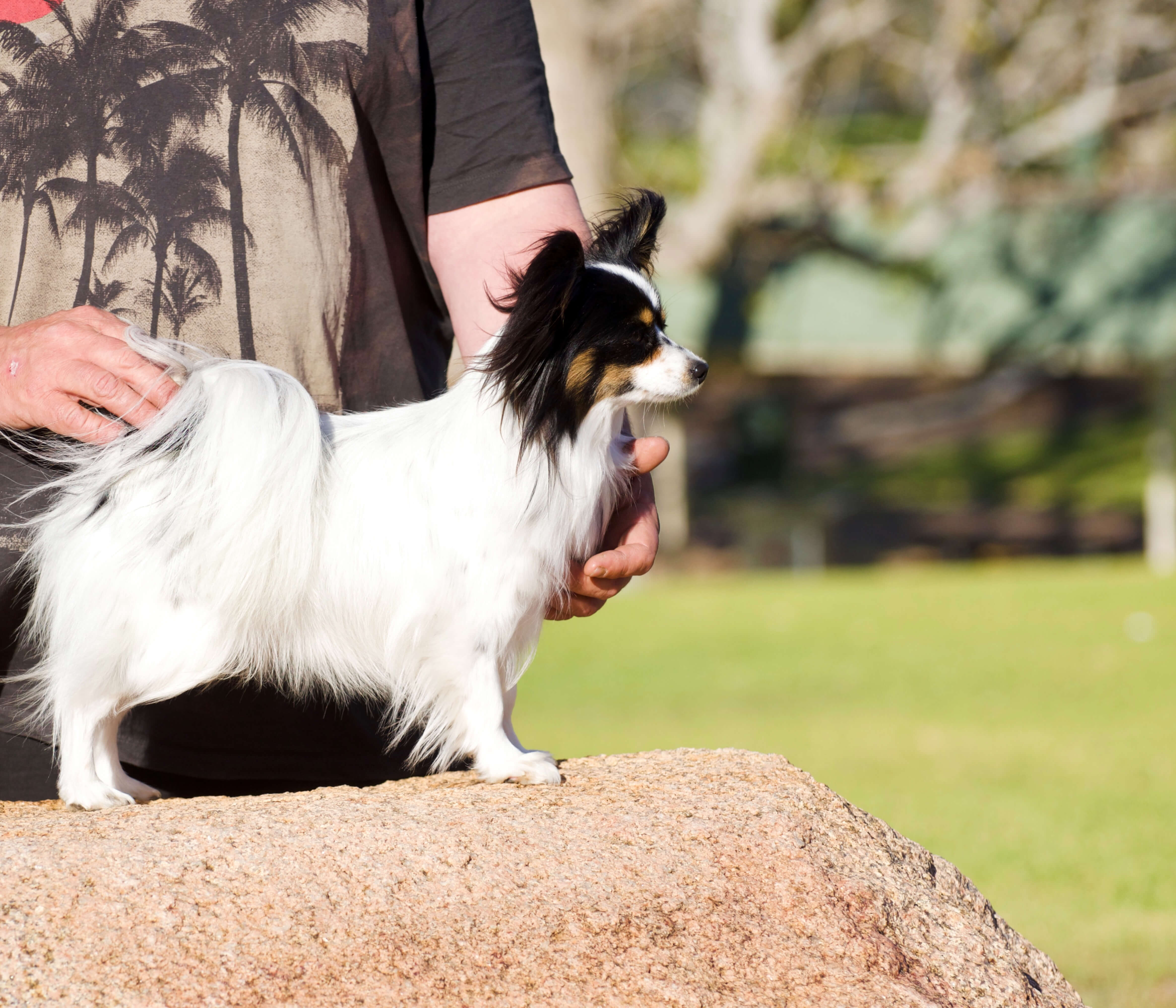 Sabelia Xclusive Legacy Papillon - Owned by Ms Amanda McColl