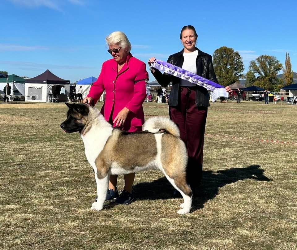 Multi BIS RUBIS Australian Champion Shinano Cutting Edge Akita - Owned ...