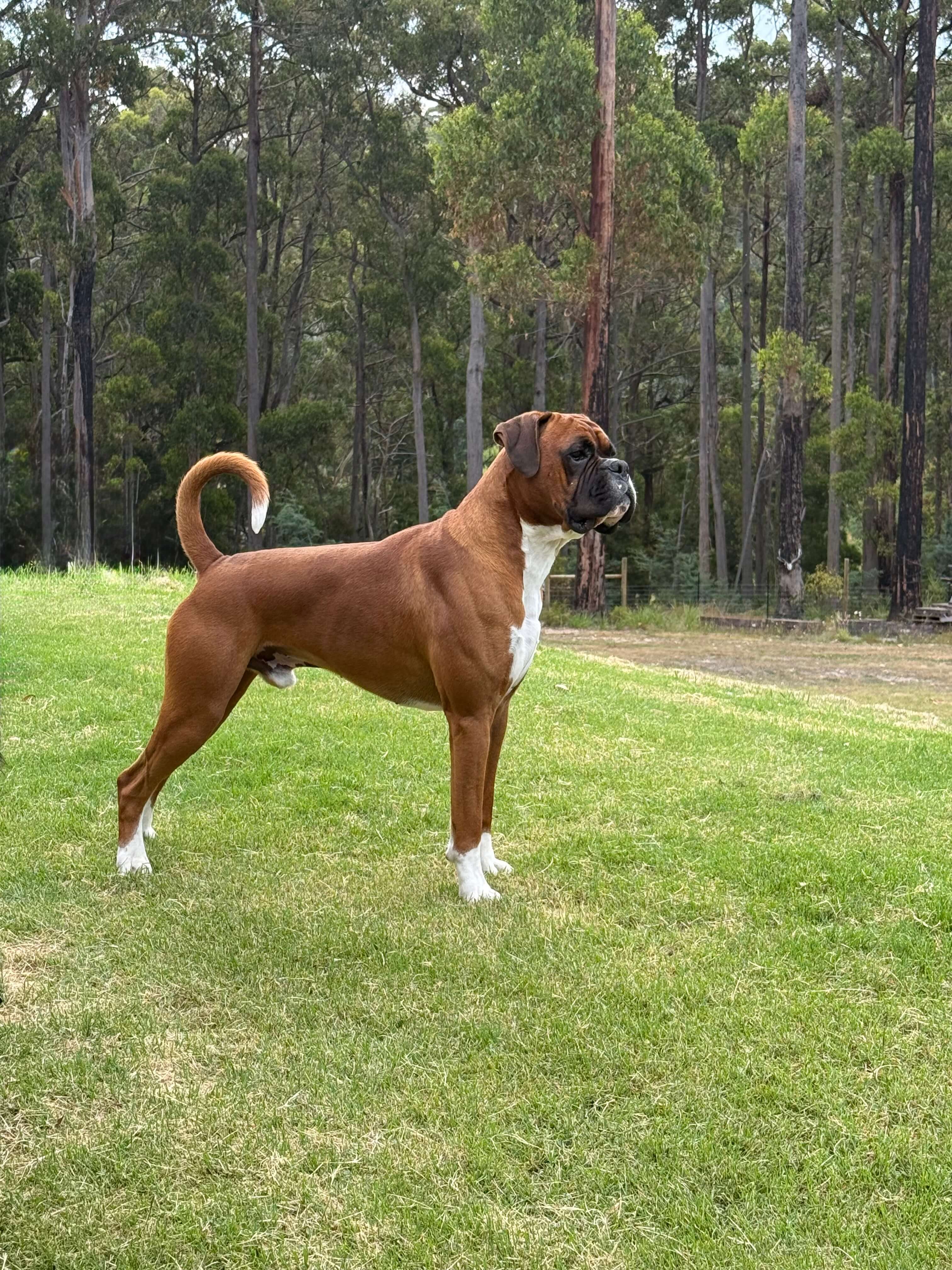 Aust Ch Berradell infinity sign Boxer - Owned by Alyx Busoli