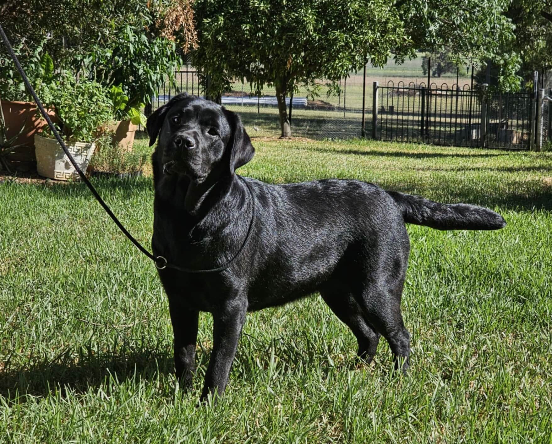CH. Oldcastle Pipping Hot At Spiritrock Labrador Retriever - Owned by ...