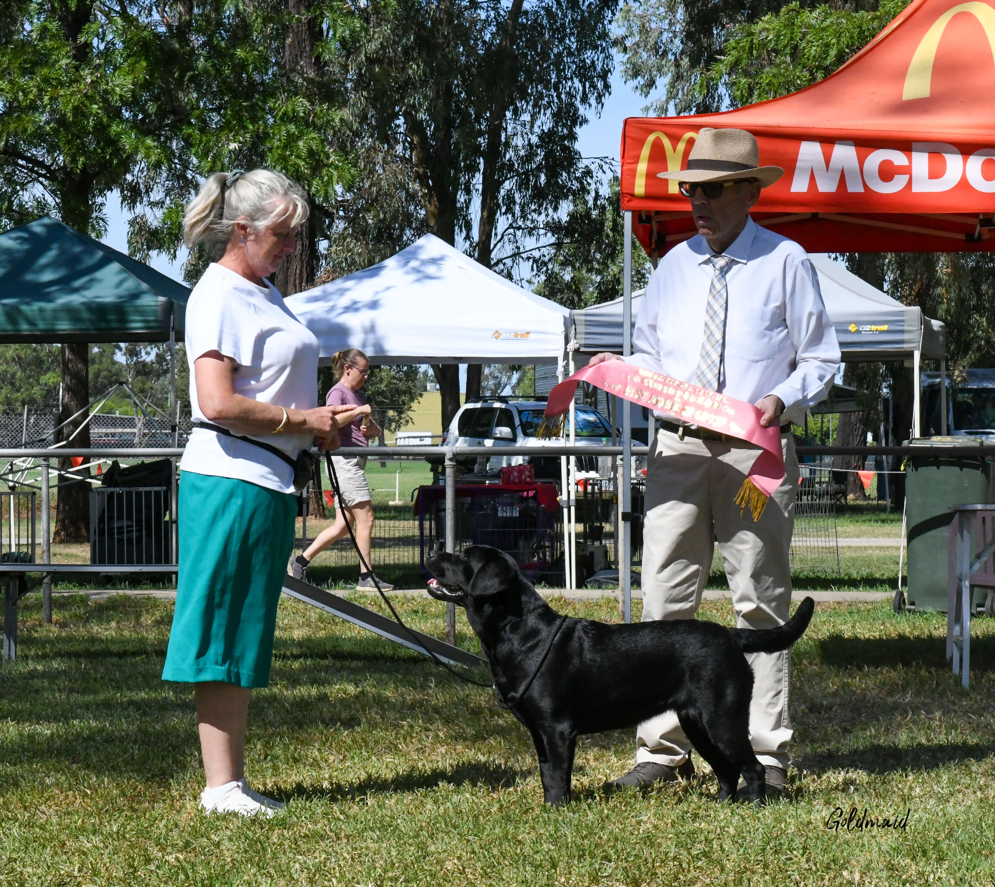CH. Oldcastle Pipping Hot At Spiritrock Labrador Retriever - Owned by ...