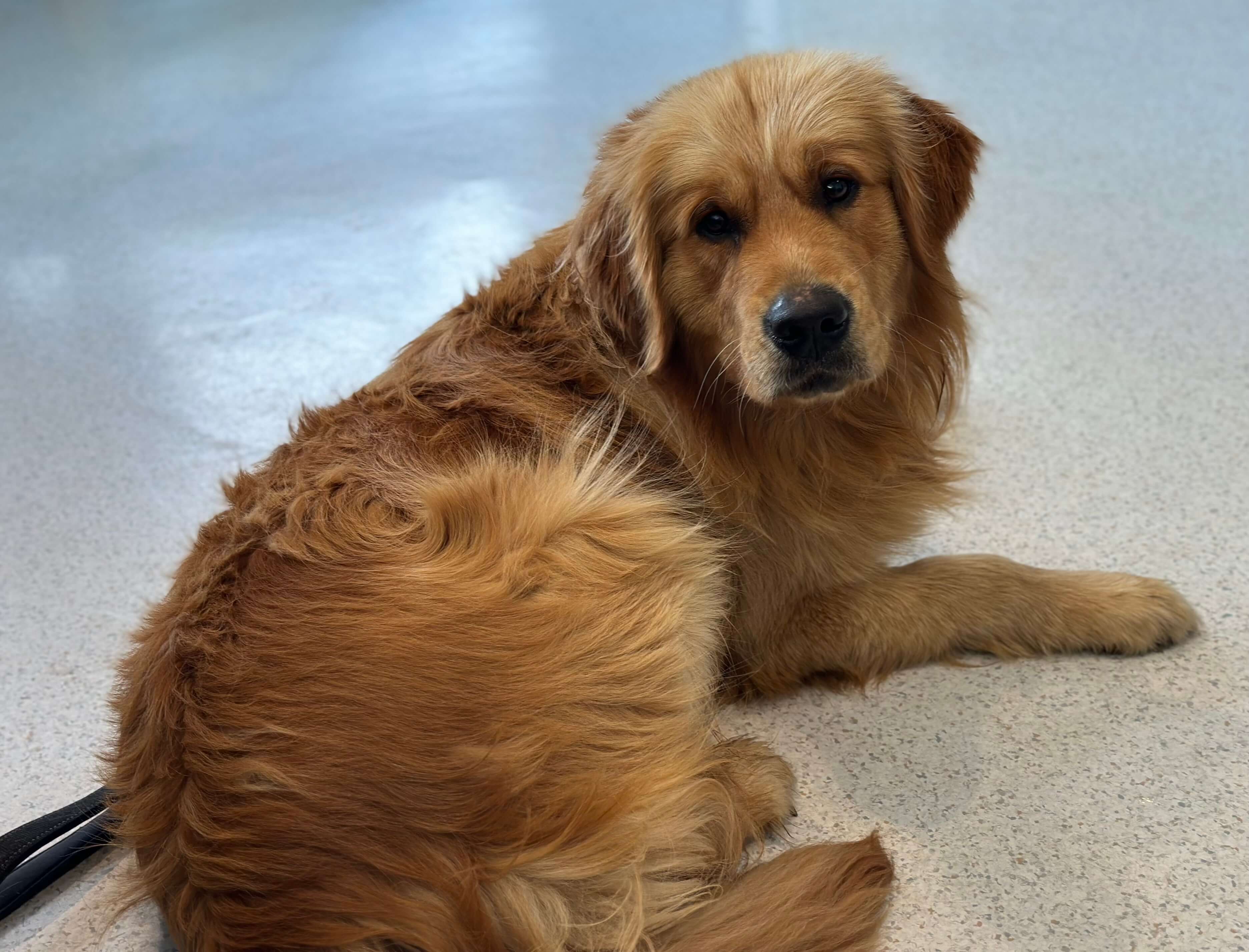 Extoticpaws Hunter Lawrence Golden Retriever - Owned by Shea Eden