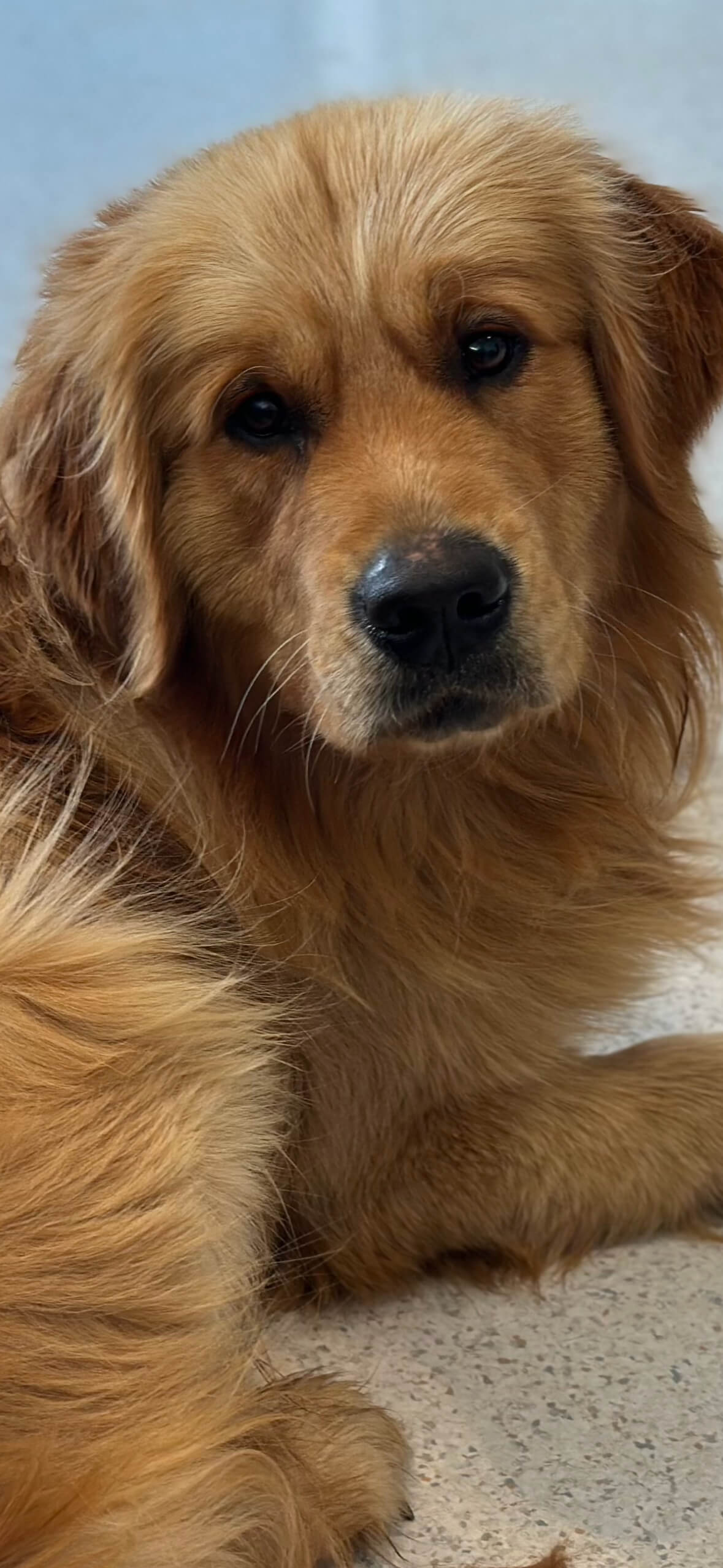 Extoticpaws Hunter Lawrence Golden Retriever - Owned by Shea Eden