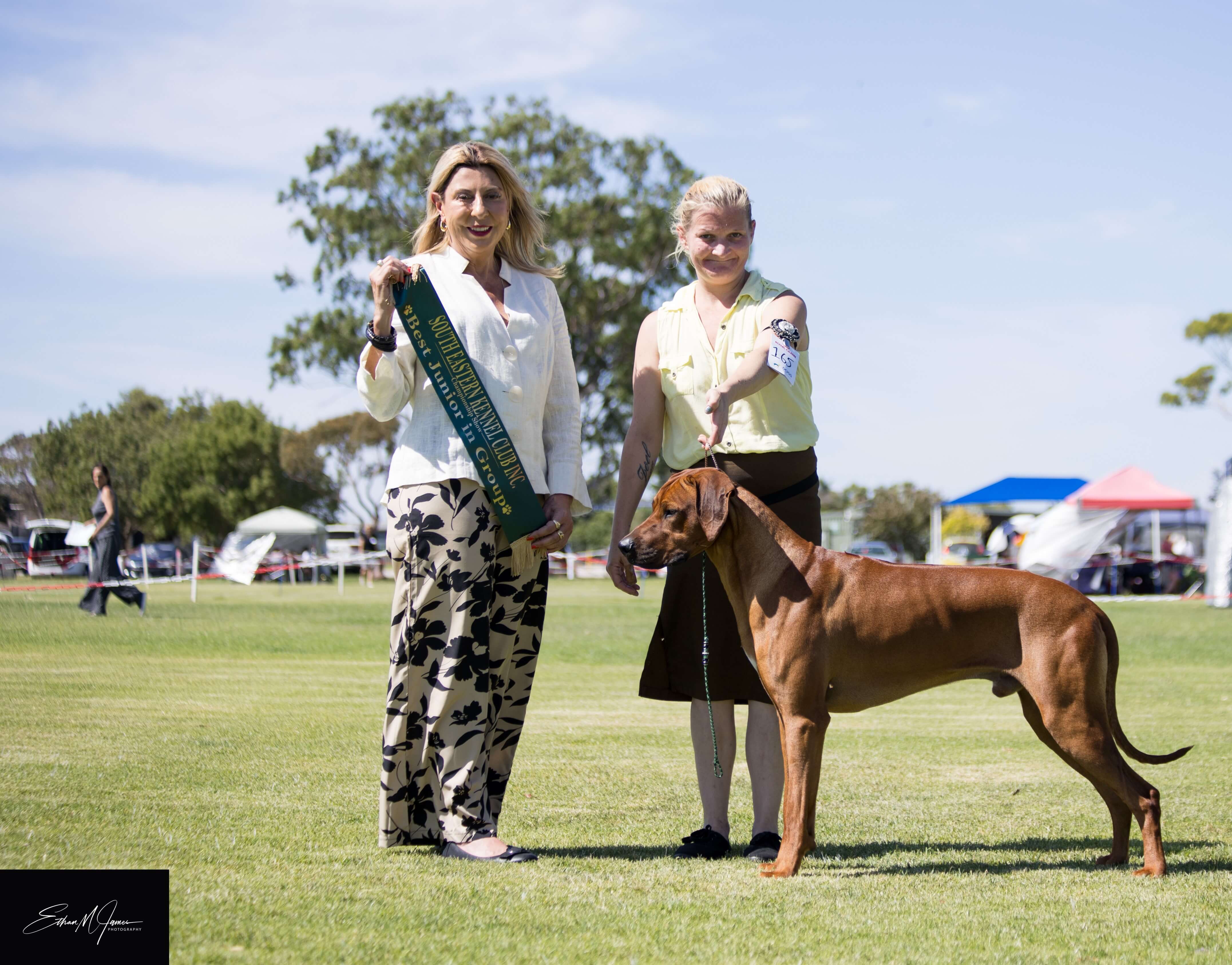 Ch Isilwane Back To The Future Rhodesian Ridgeback - Owned by Lisa ...