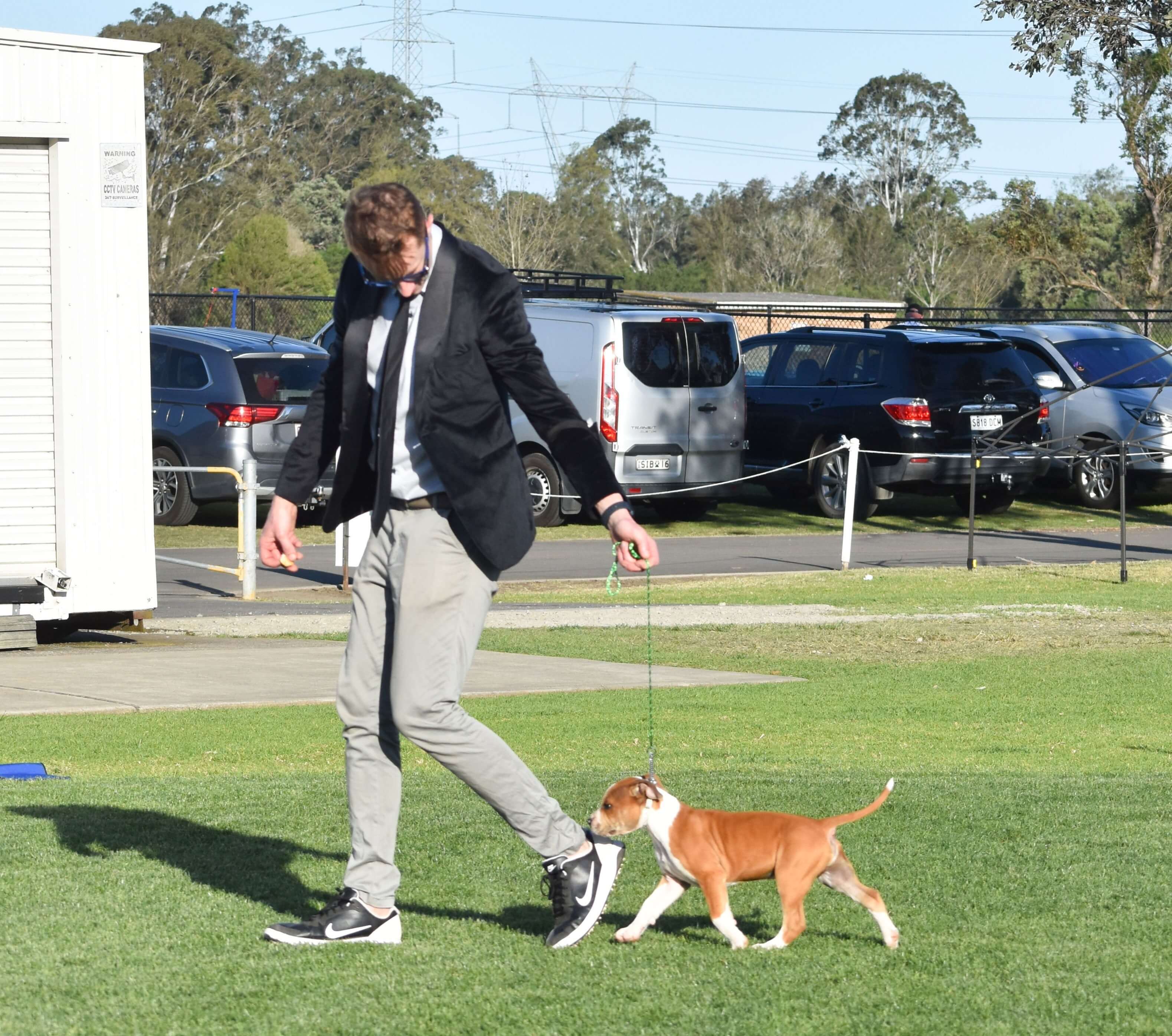 Saintsoldier Riddle Me This American Staffordshire Terrier - Owned by ...