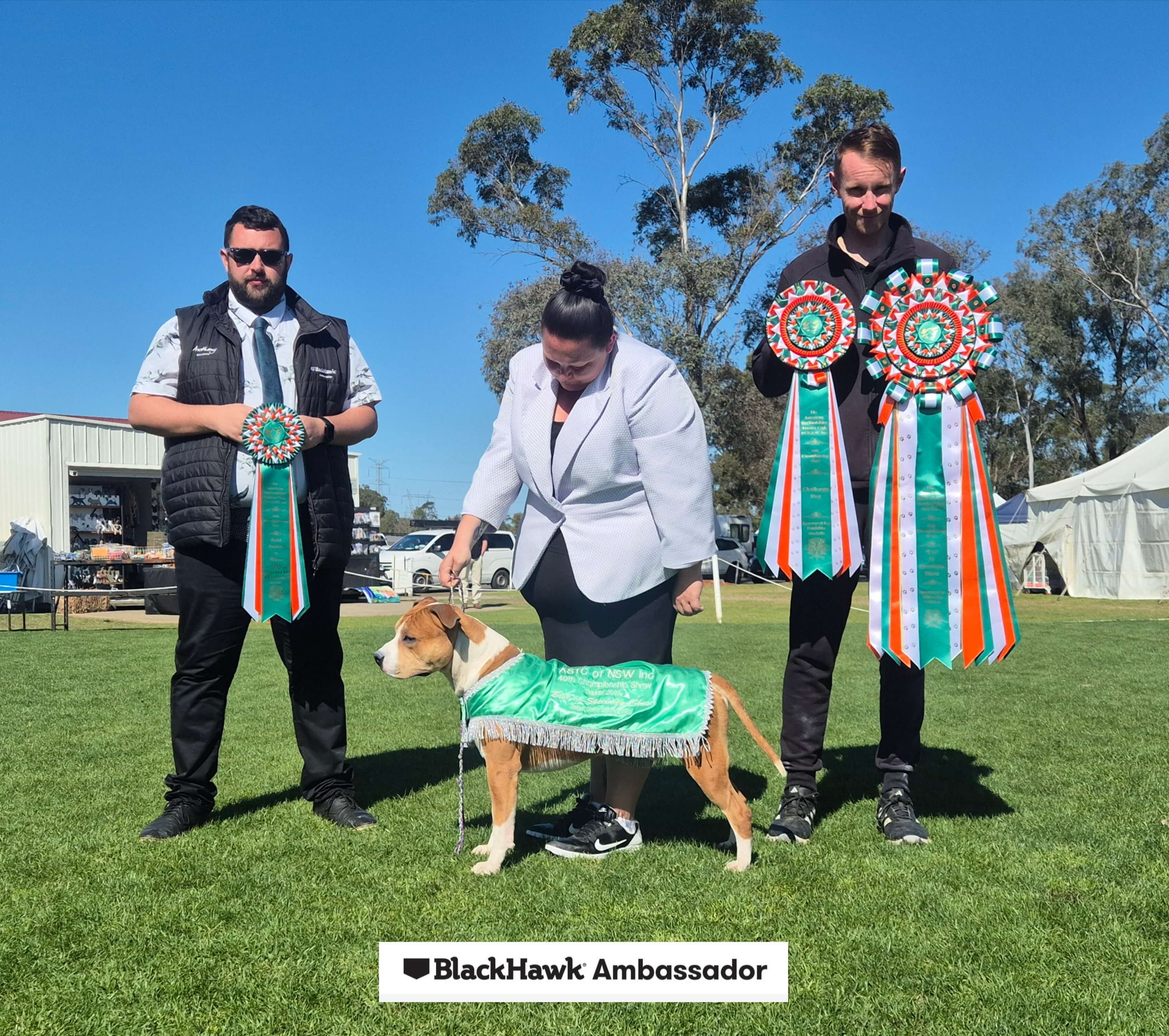 Saintsoldier Riddle Me This American Staffordshire Terrier - Owned by ...