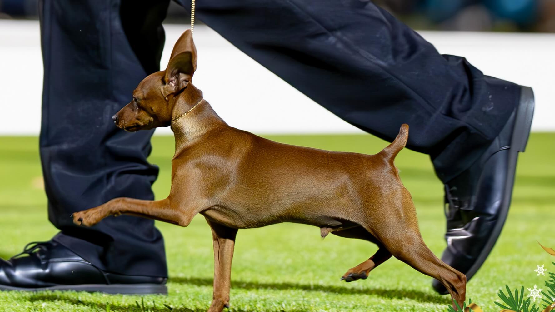 RUBIS Callme I Do Miniature Pinscher - Owned by MinPin Steve