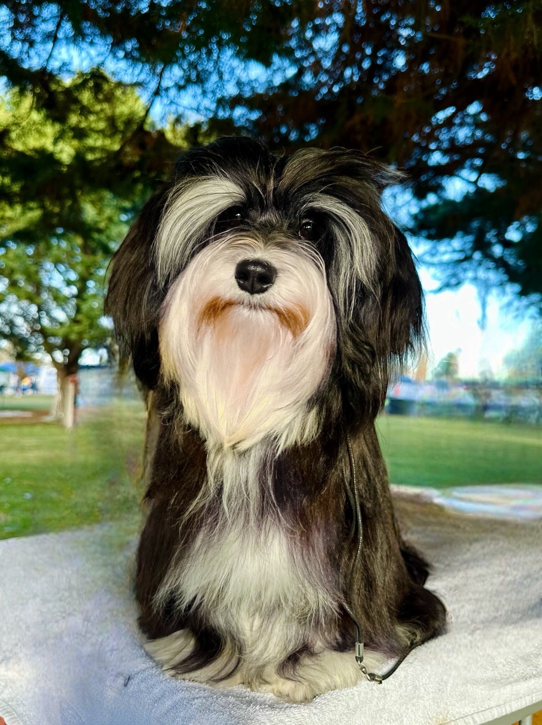 Ch Karyme Takes Two to Tango Havanese - Owned by Gail Ransom
