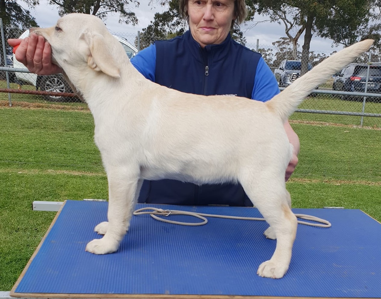 Skyerose Wake Up Little Suzi Labrador Retriever - Owned by Sharon Mulgrew