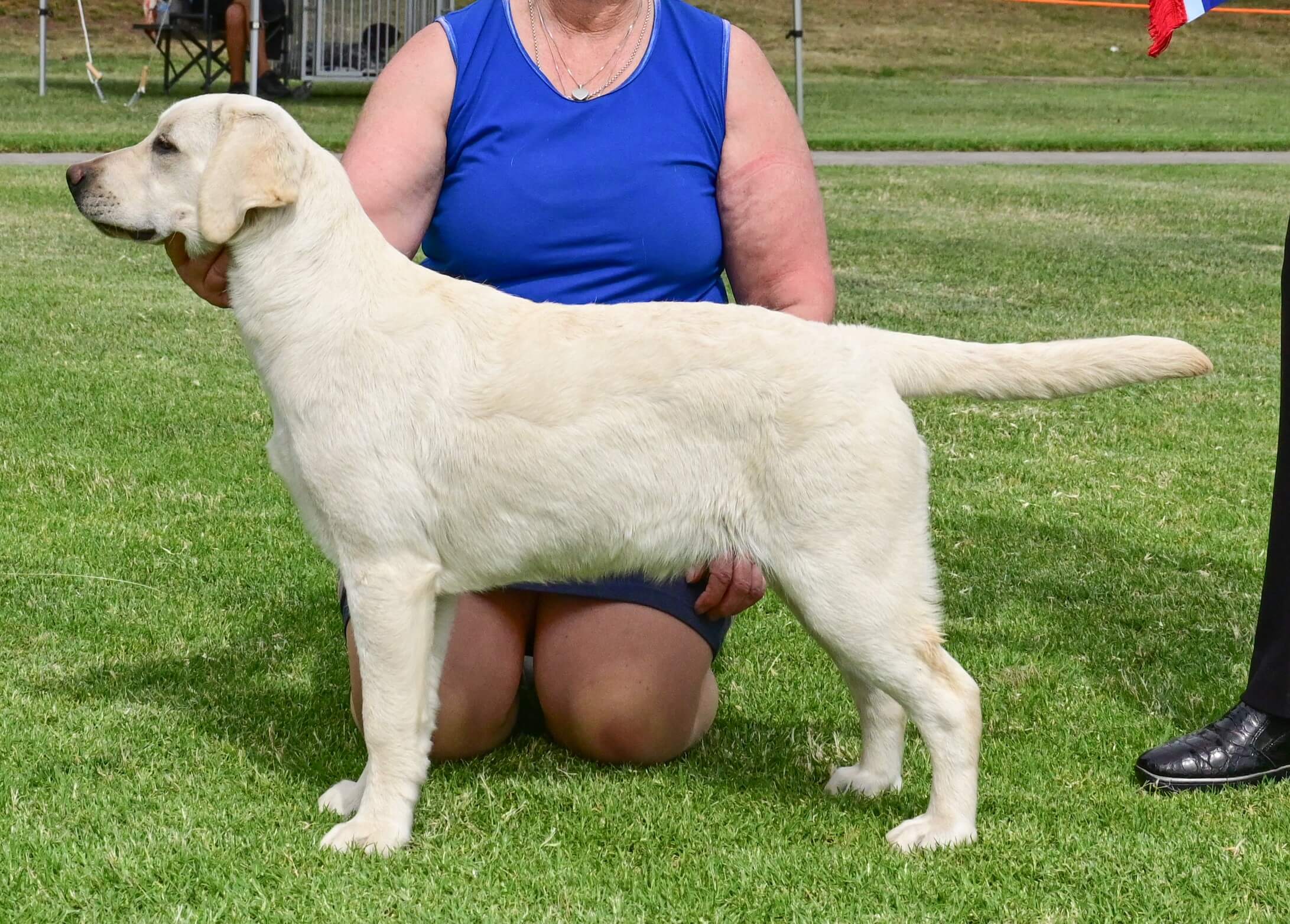Skyerose Wake Up Little Suzi Labrador Retriever - Owned by Sharon Mulgrew
