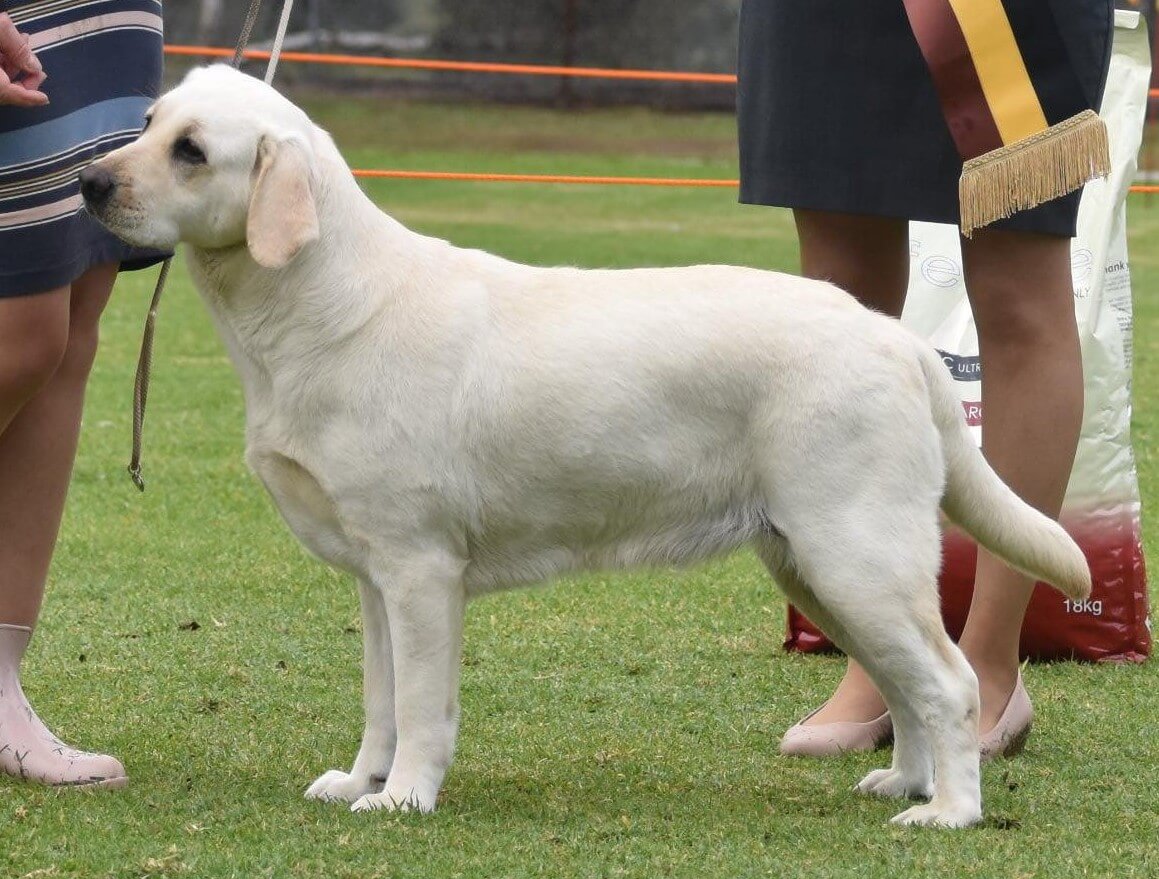 Skyerose Wake Up Little Suzi Labrador Retriever - Owned by Sharon Mulgrew