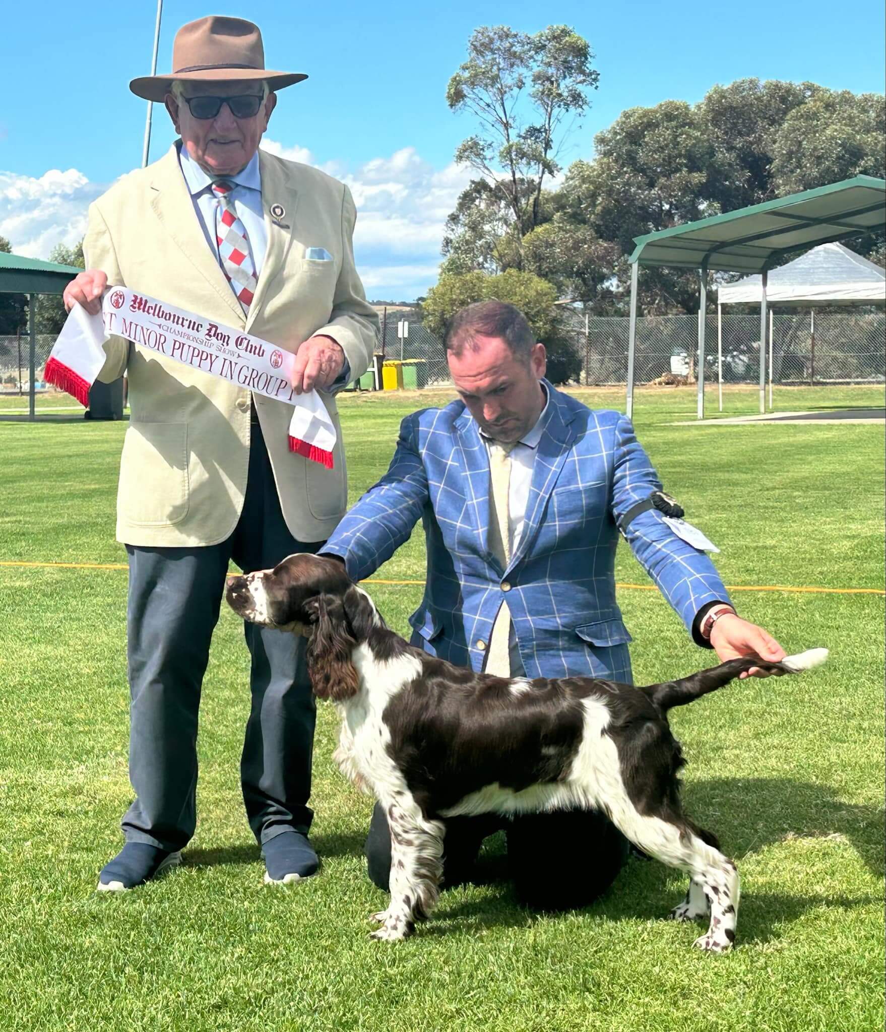 Aust Ch Sandicam Colours Of The Wind (AI) English Springer Spaniel ...