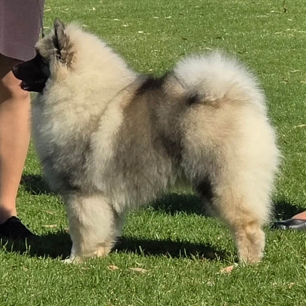 Aust Ch Venlo Simply Irresistible Keeshond - Owned by Andrew & Pam Yu