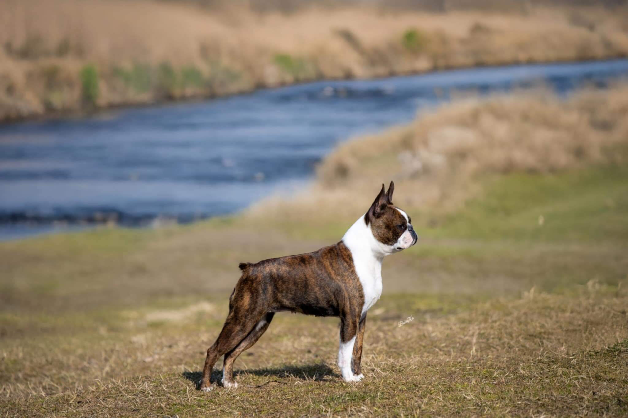 J BISS. CH SRB. CH MNE. CH BIH. D’iva Boston Scandalicious Lola(IMP SERB) Boston Terrier - Owned ...